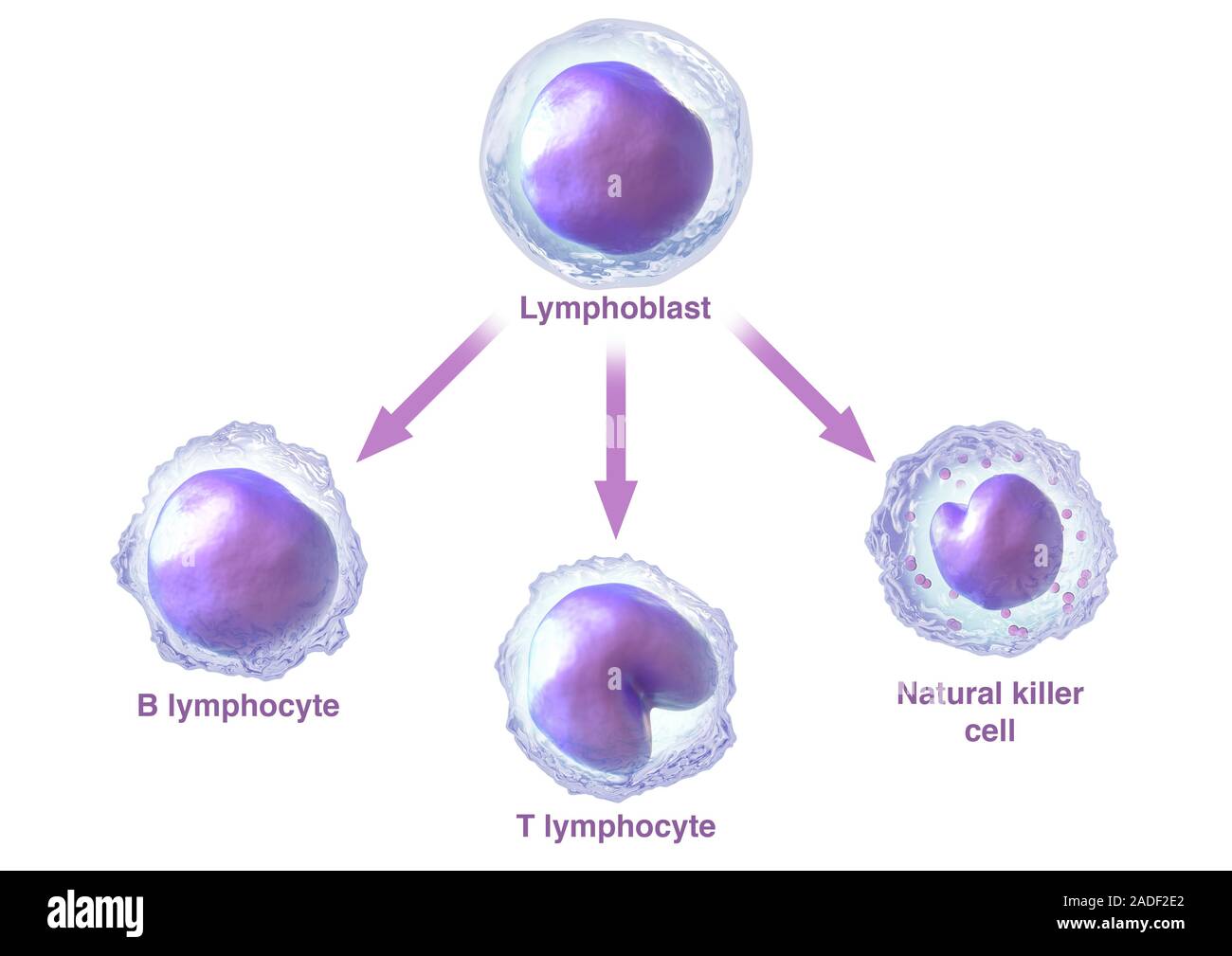 Lymphocyte formation from lymphoblasts, illustration. Lymphoblasts are ...