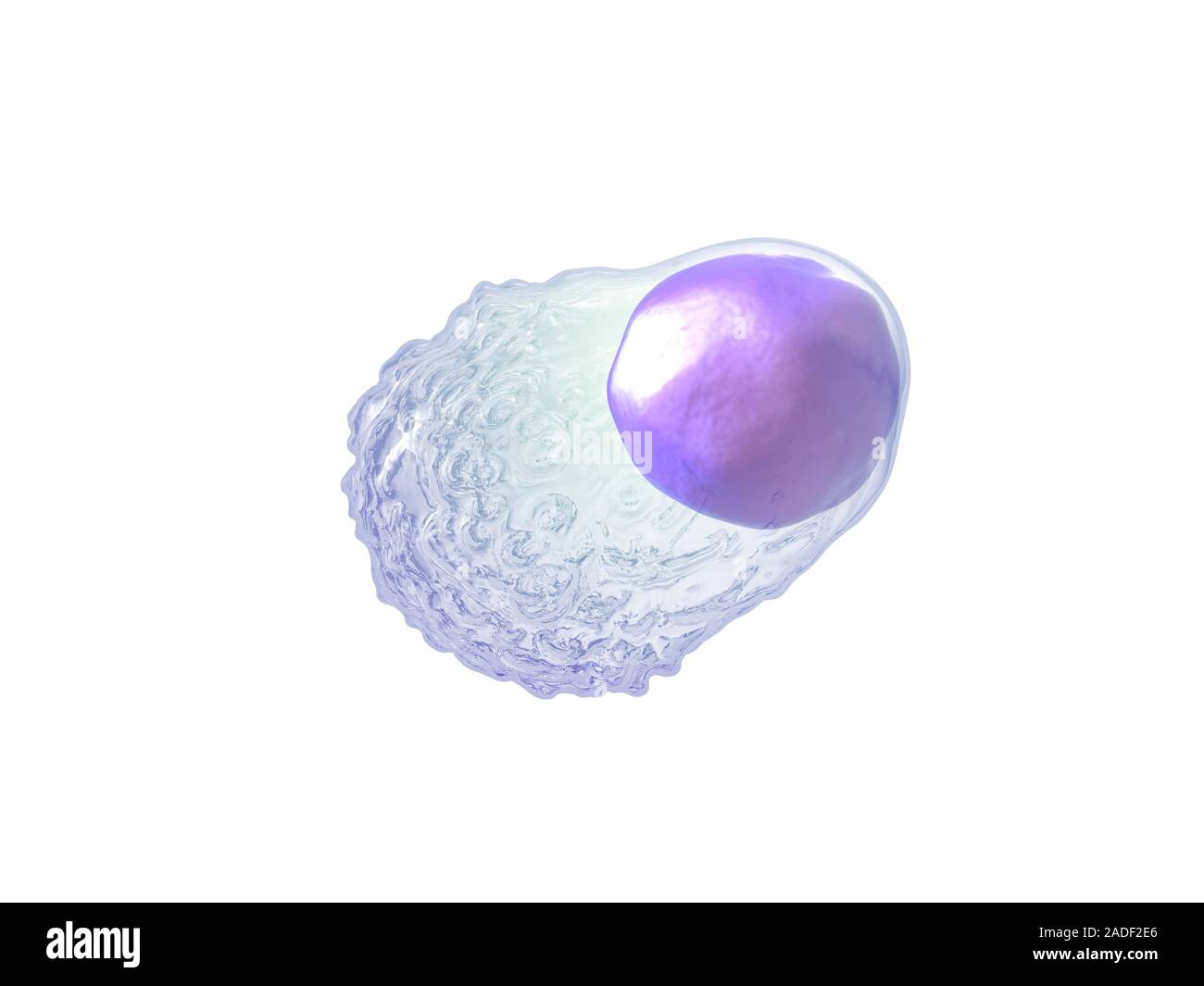 Lymphoblast plasma cell, illustration. This plasma cell has formed from ...