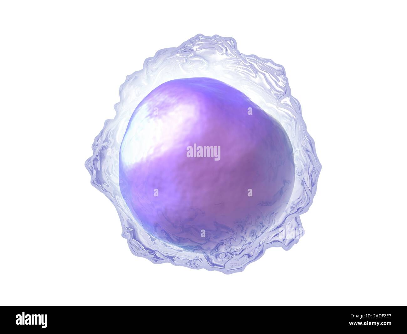 Lymphoblast B cell, illustration. This B cell has formed from a ...