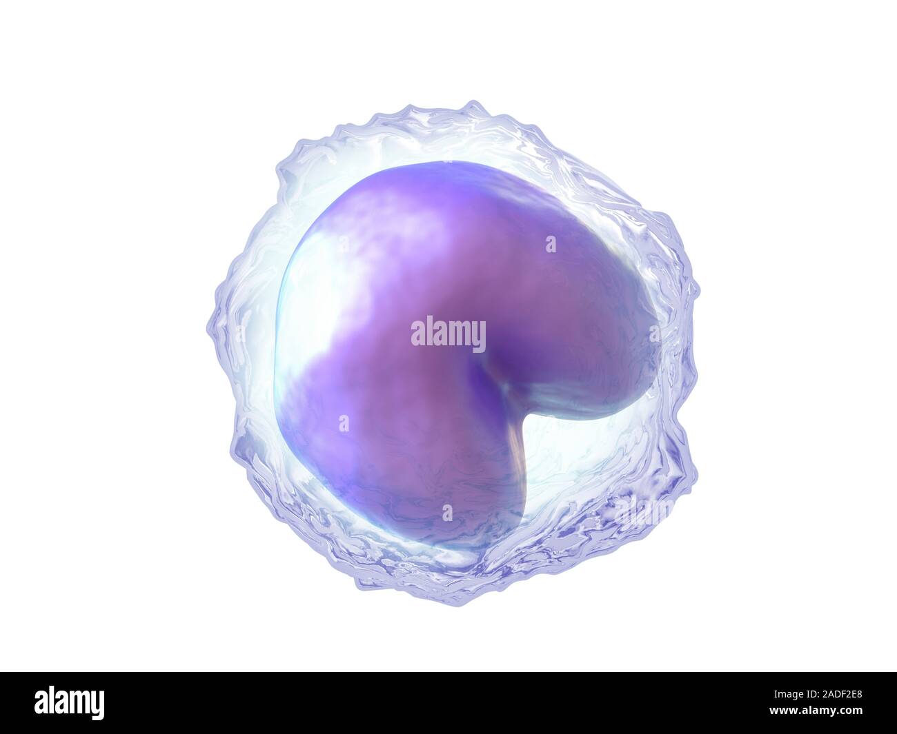 Lymphoblast T cell, illustration. This T cell has formed from a ...