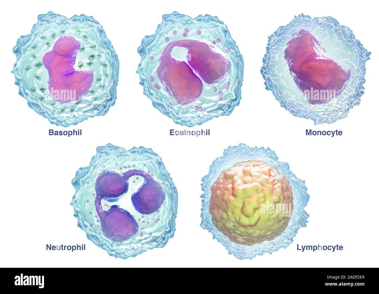 White blood cells, illustration. White blood cells (leukocytes) form a ...
