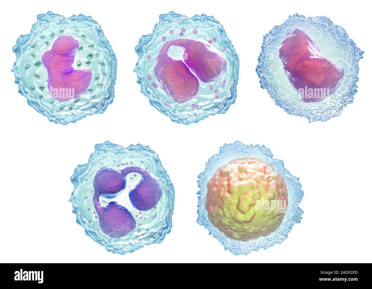 White blood cells, illustration. White blood cells (leukocytes) form a ...