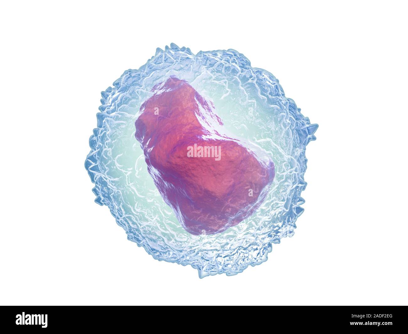 Monocyte white blood cell, illustration. White blood cells (leukocytes ...