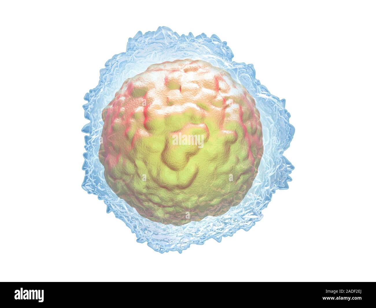 Lymphocyte white blood cell, illustration. White blood cells ...