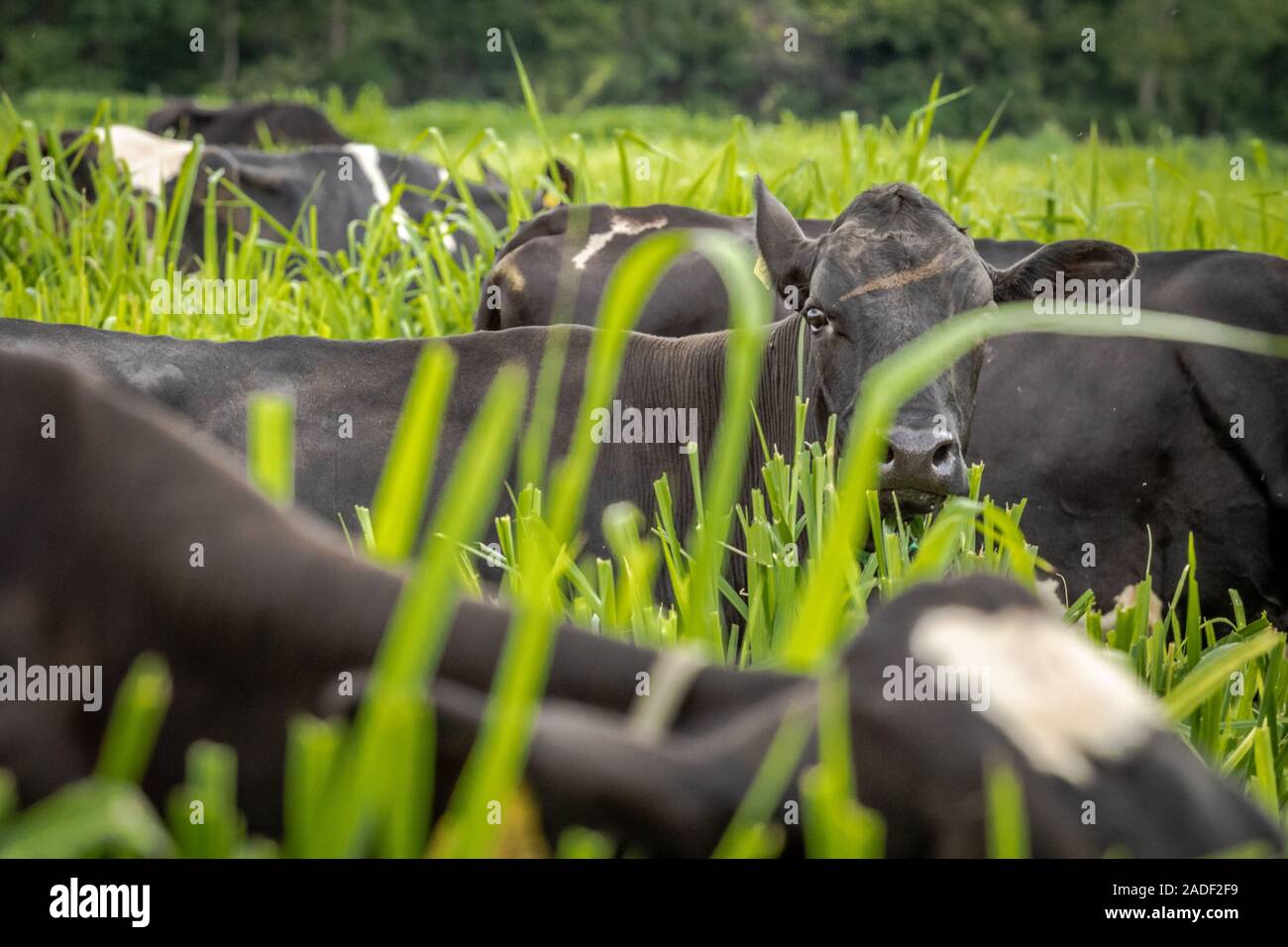 black and white cows grazing in the interior of Brazil Stock Photo - Alamy