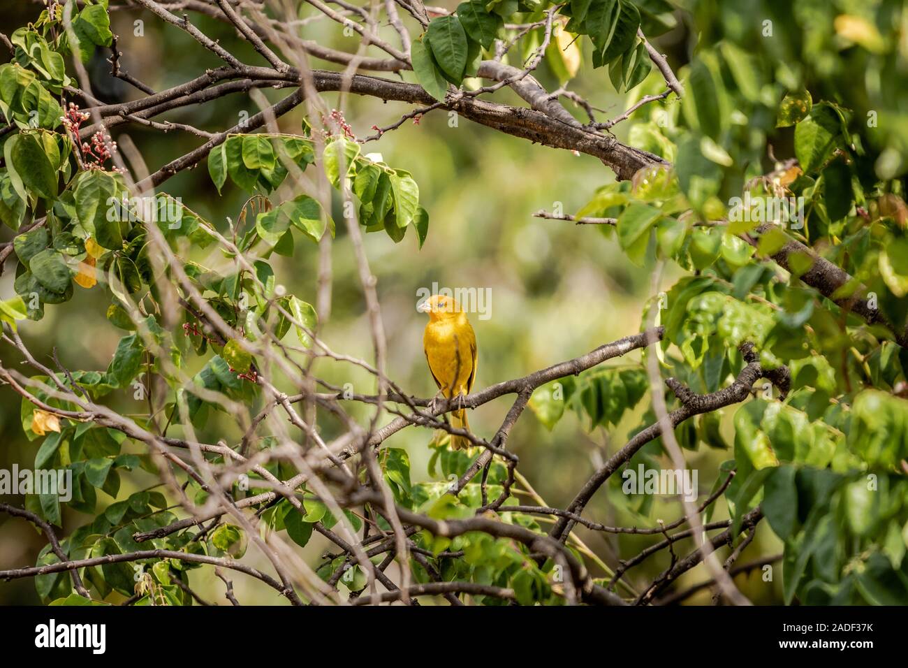 Canary wing hi-res stock photography and images - Alamy