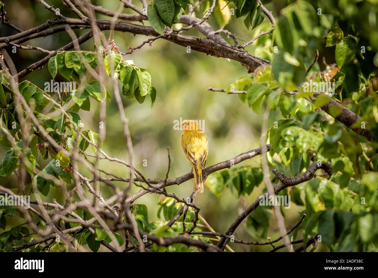 Yellow canary hi-res stock photography and images - Alamy