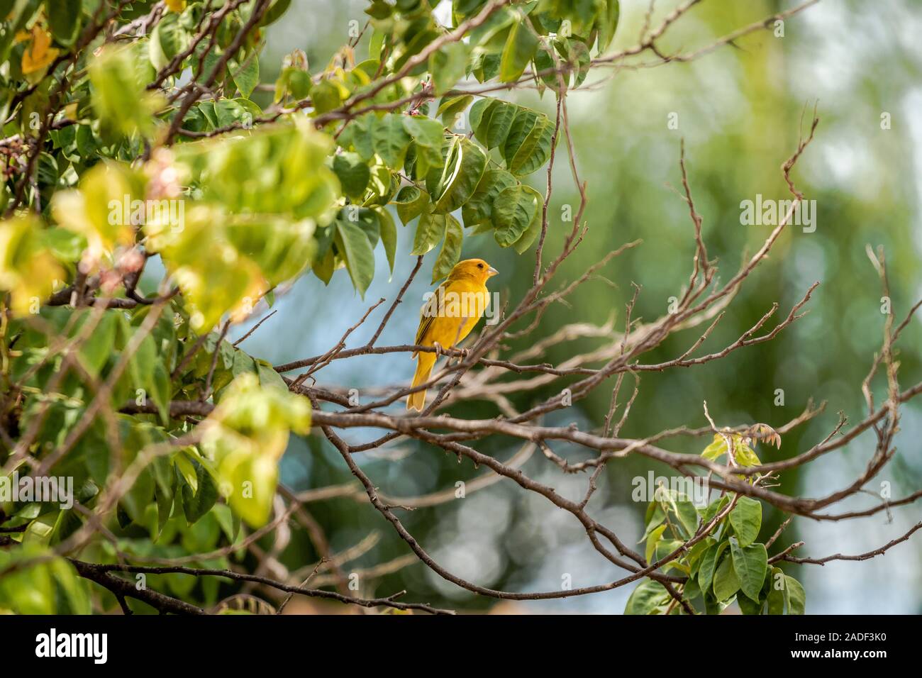 Canary wing hi-res stock photography and images - Alamy