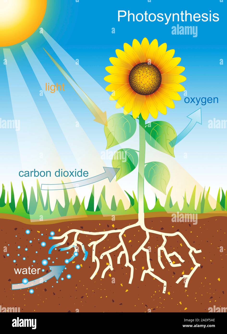 Photosynthesis, illustration. Photosynthesis is the process by which ...