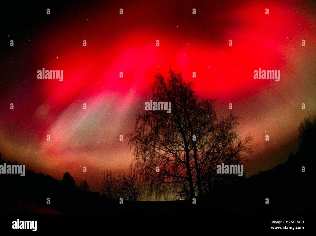 Aurora borealis. Fish-eye lens view of a tree silhouetted against a red ...