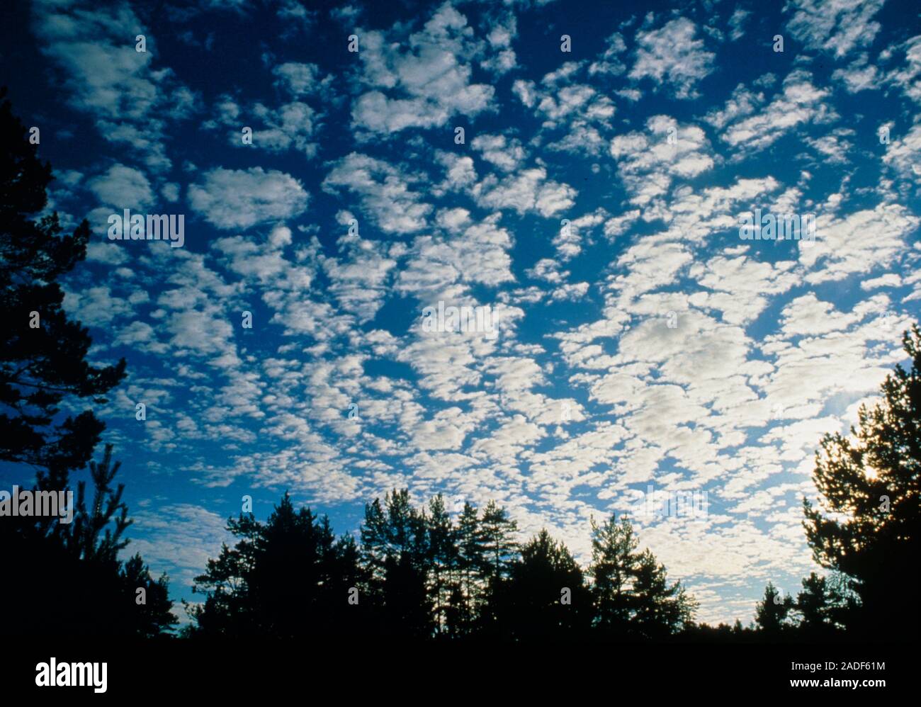 Cirrocumulus clouds. Sky filled with small delicate cloudlets of the ...