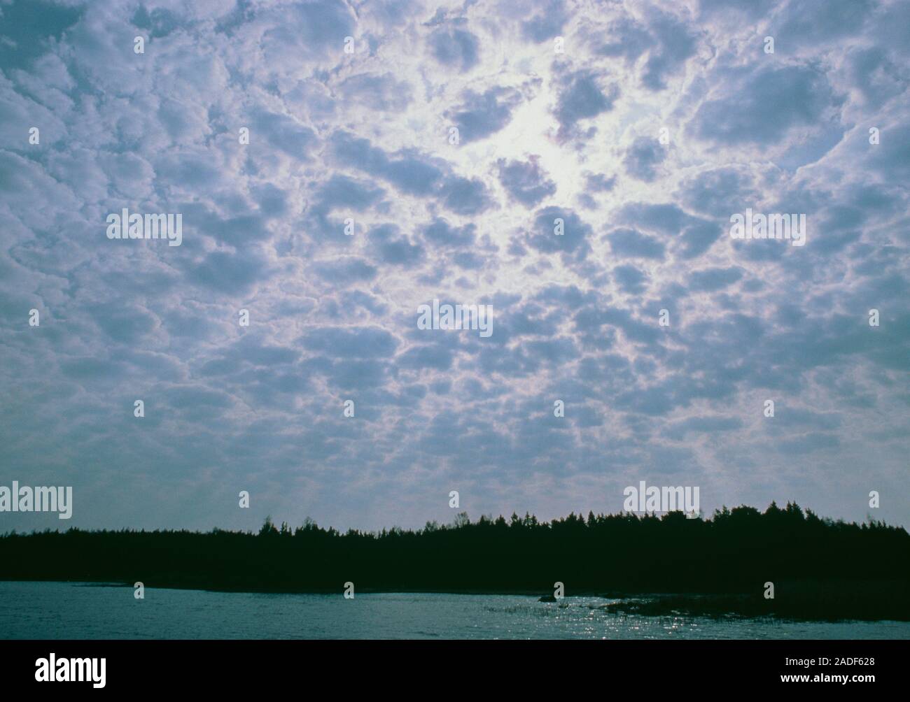 Altocumulus clouds filling the sky. Altocumulus clouds occur at middle ...
