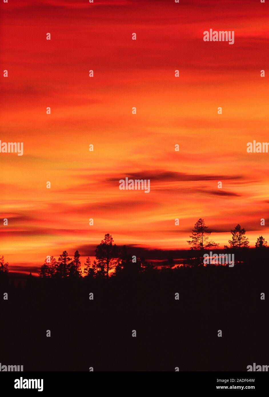 Polar stratospheric clouds over silhouetted trees at sunset. These are ...