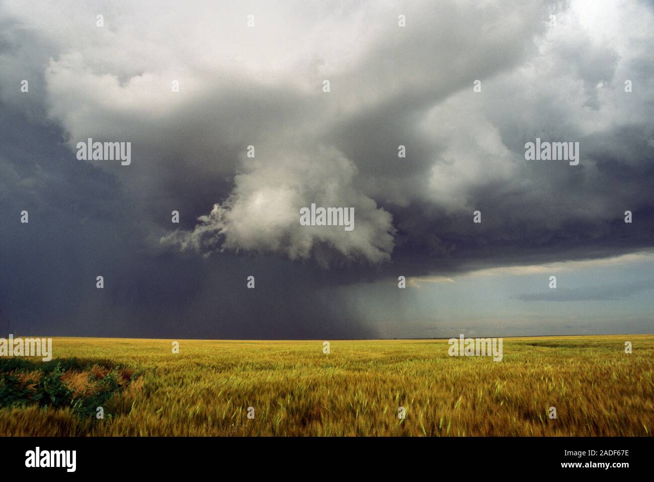 Scud cloud forming beneath a thunderstorm. This is a low, detached ...