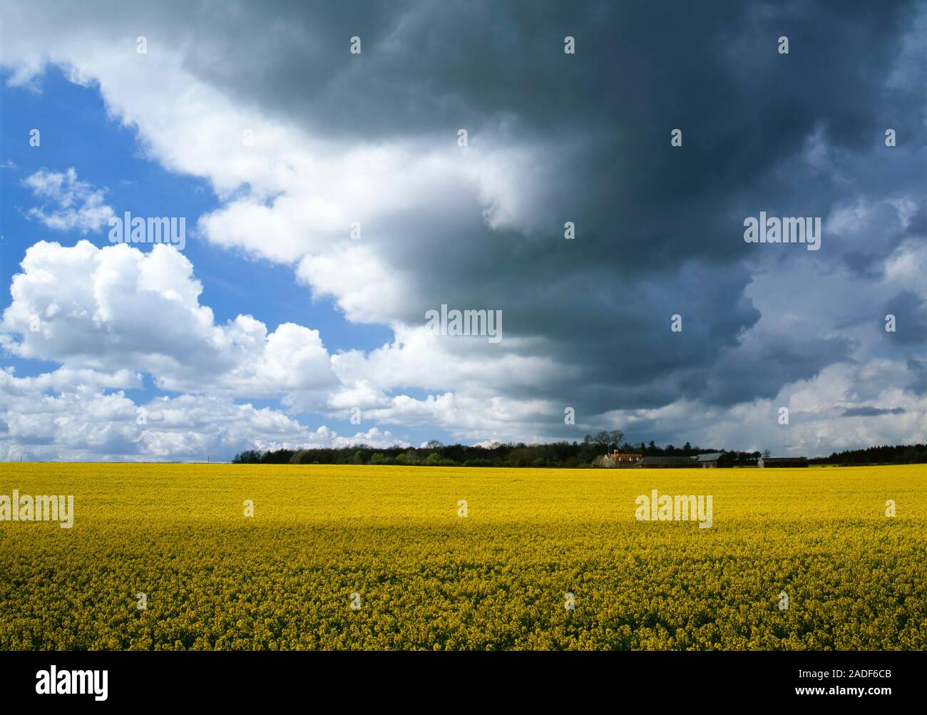 Rain clouds. Cumulus clouds passing over a field of oilseed rape ...