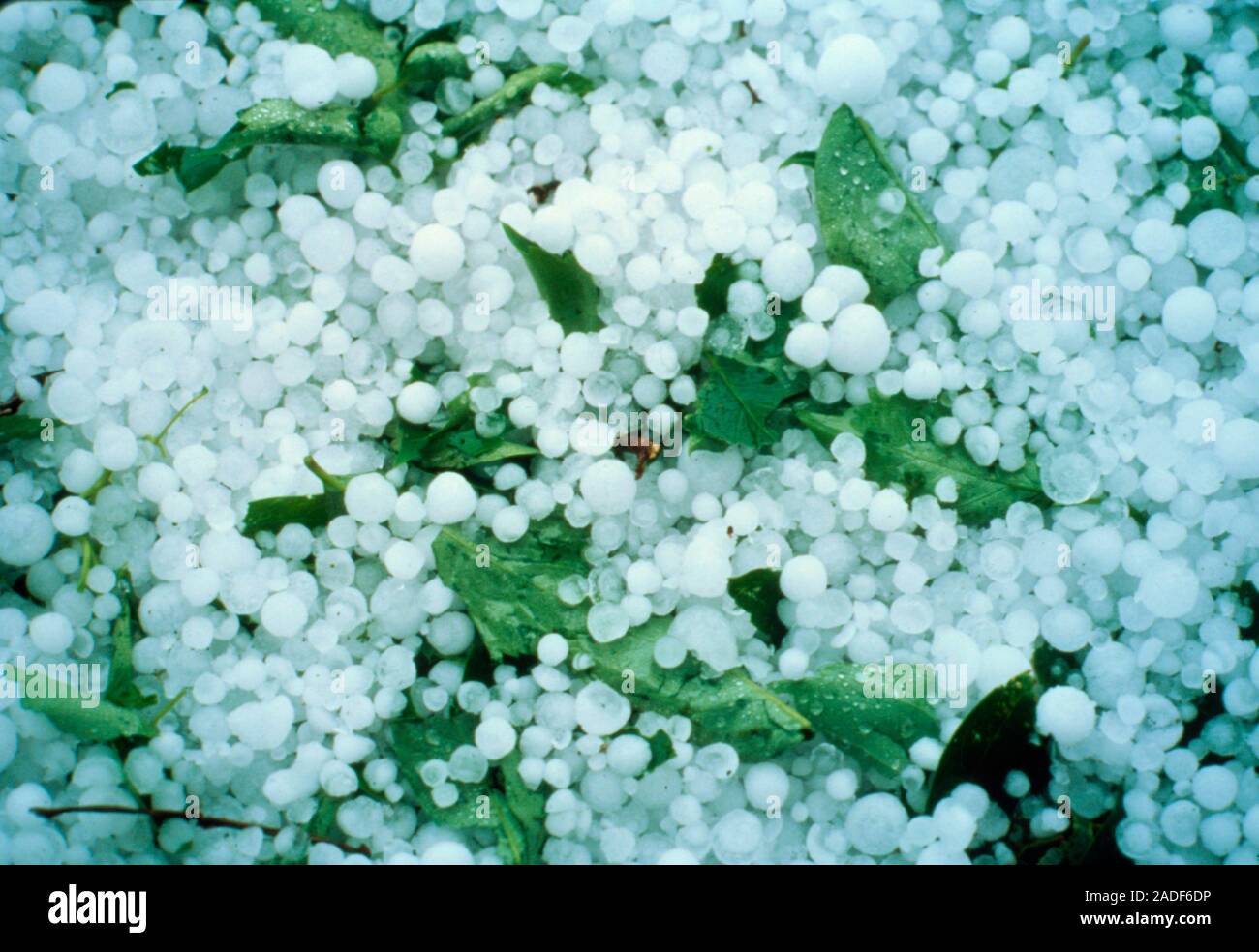 Macro photograph of hailstones Stock Photo - Alamy
