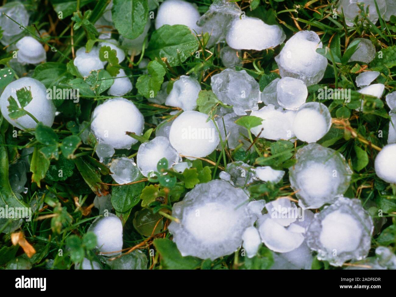 Hailstones. Hailstones are particles of ice which fall from ...