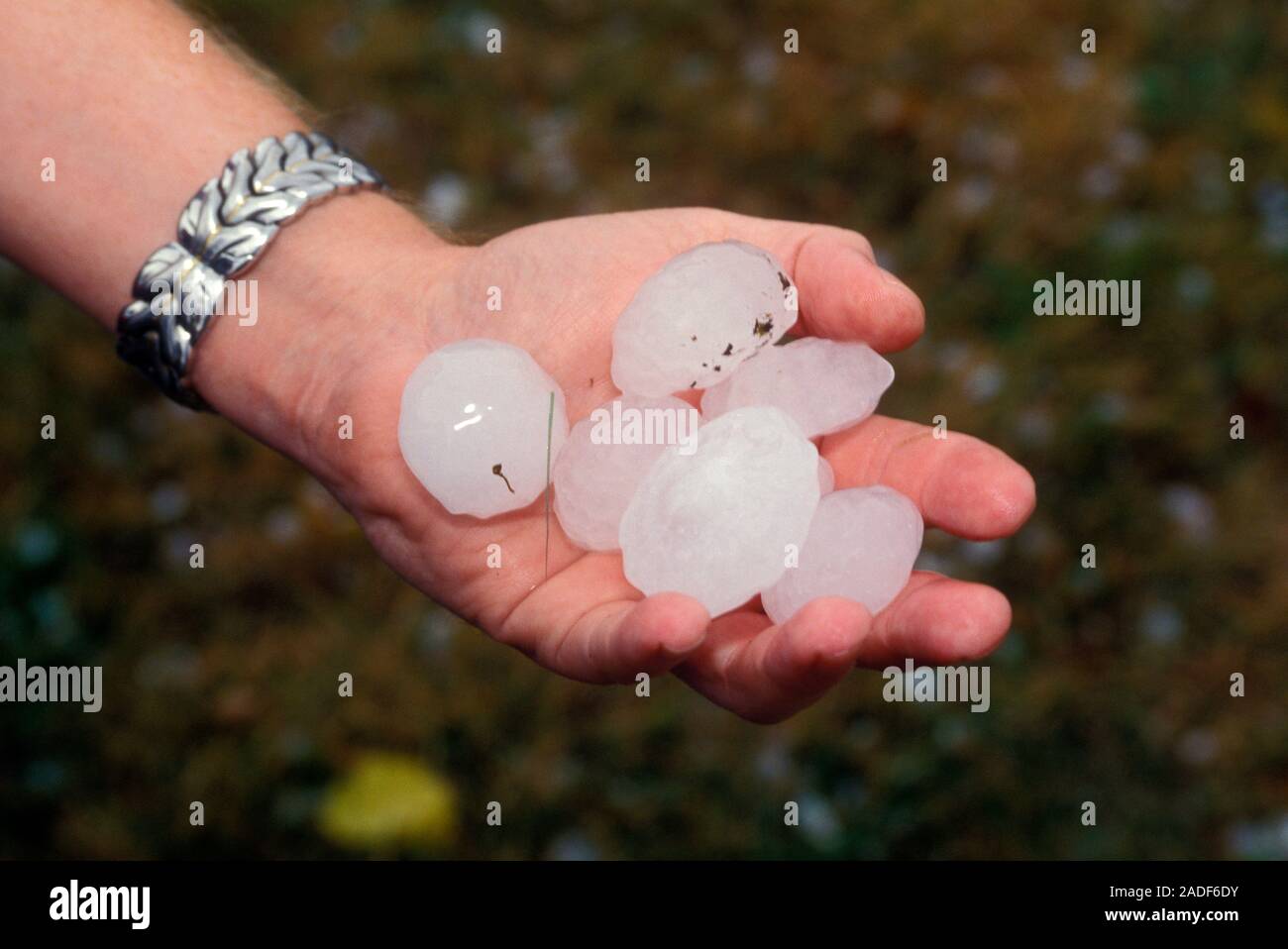 Giant hailstones. Hand holding several giant hailstones. Hailstones are ...