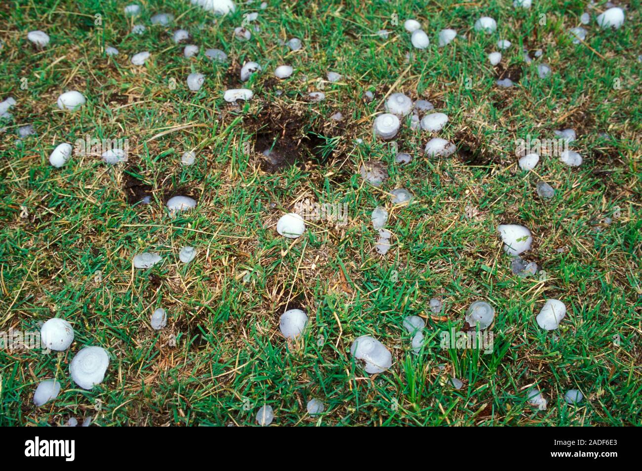 Hailstones. Holes in the ground created by hailstones. Hail forms in ...