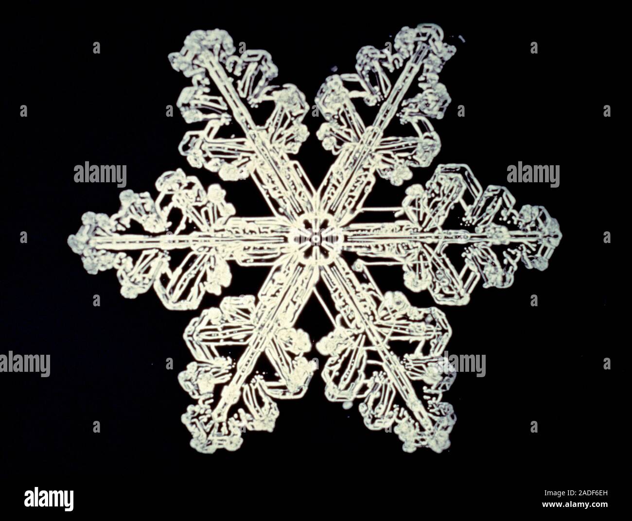 Light micrograph (dark field illumination) of a snow crystal ...