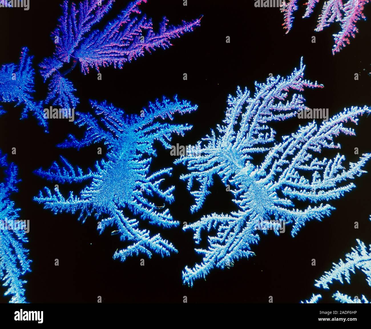 Ice crystals. Polarised light micrograph of flowers of hoar frost made ...