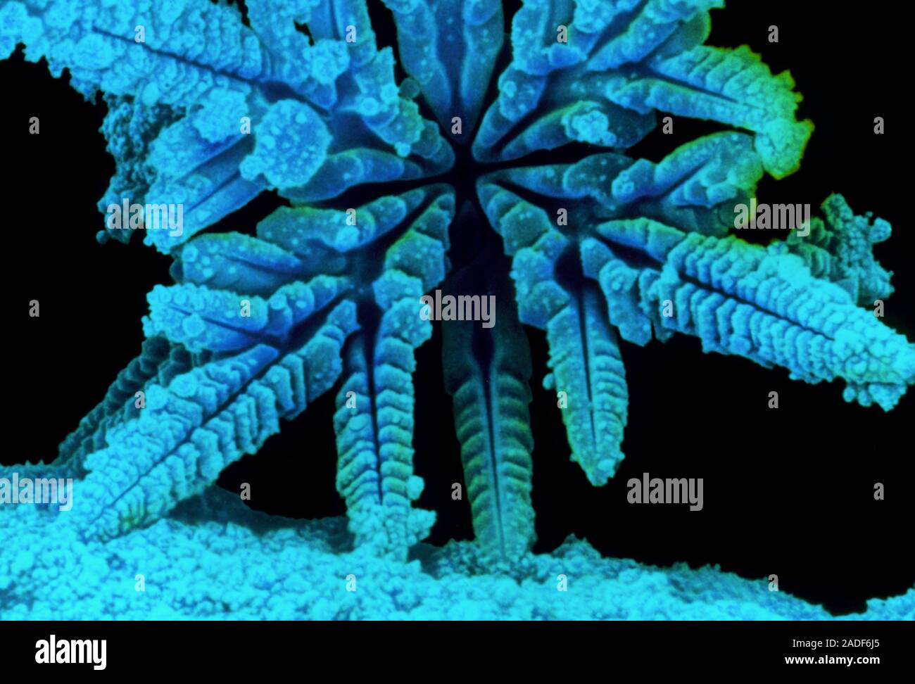 Snowflake. Coloured scanning electron micrograph (SEM) of a snowflake ...
