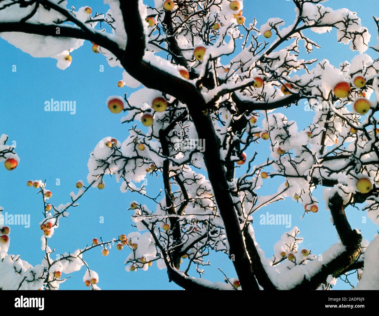 Snow on tree branches. Branches and fruit of an apple tree (Malus sp ...
