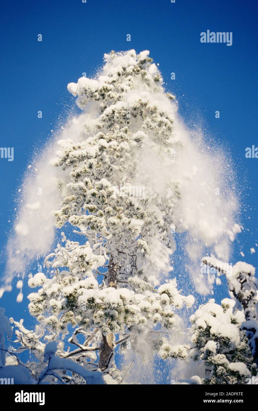 Snow falling from a tree. Photographed in Porjus, Lapland Stock Photo ...