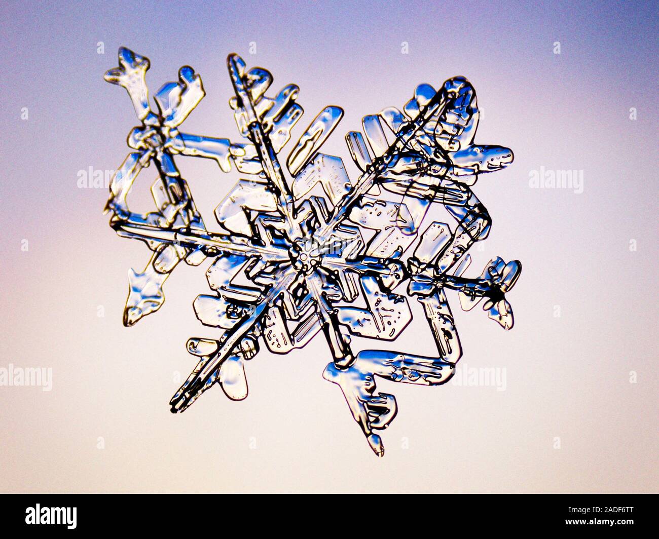 Dendritic snowflake, light micrograph. Snowflakes are symmetrical ice ...