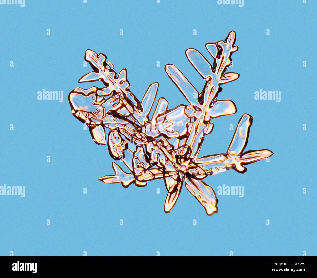 Dendritic snowflake, light micrograph. Snowflakes are symmetrical ice ...