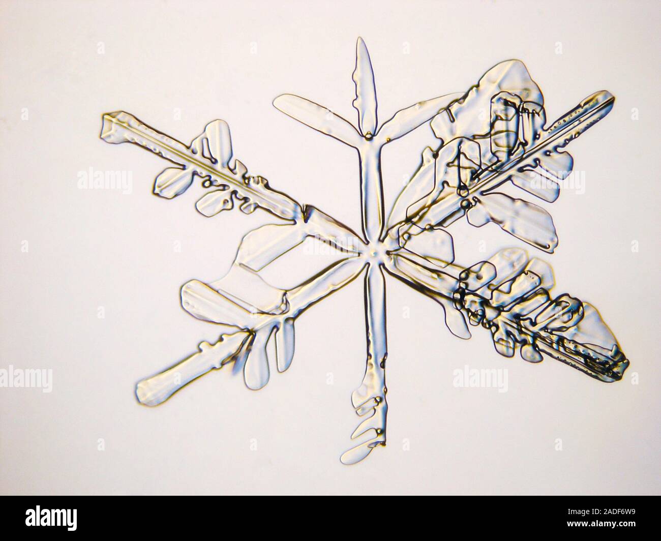 Dendritic snowflake, light micrograph. Snowflakes are symmetrical ice ...
