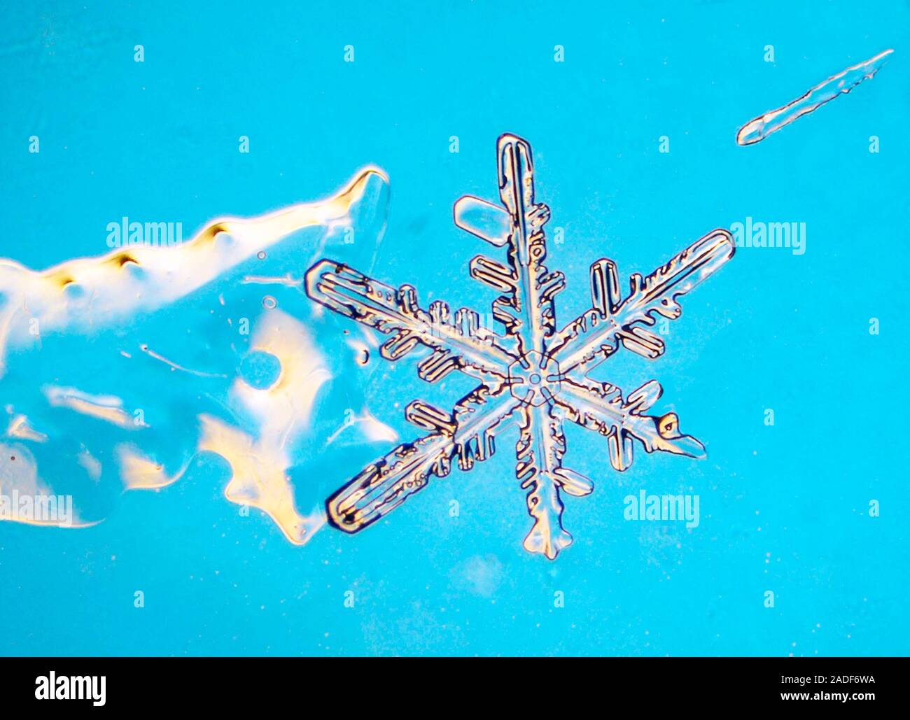 Dendritic snowflake, light micrograph. Snowflakes are symmetrical ice ...