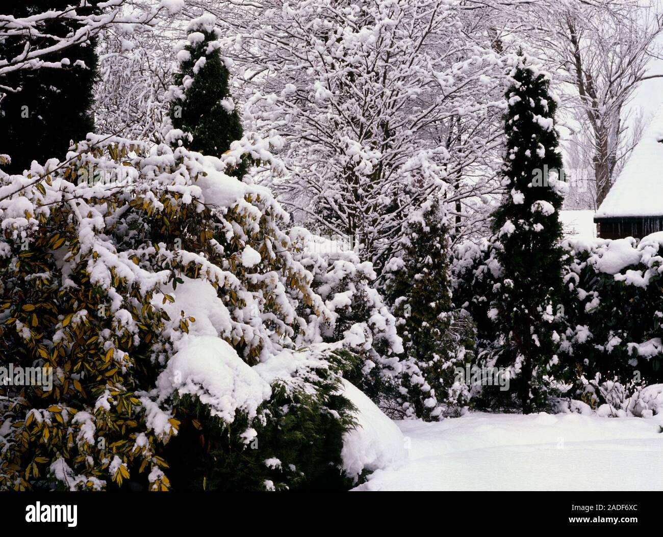 Garden under snow. Juniper trees and Oleaster shrub (Elaeagnus) seen in ...