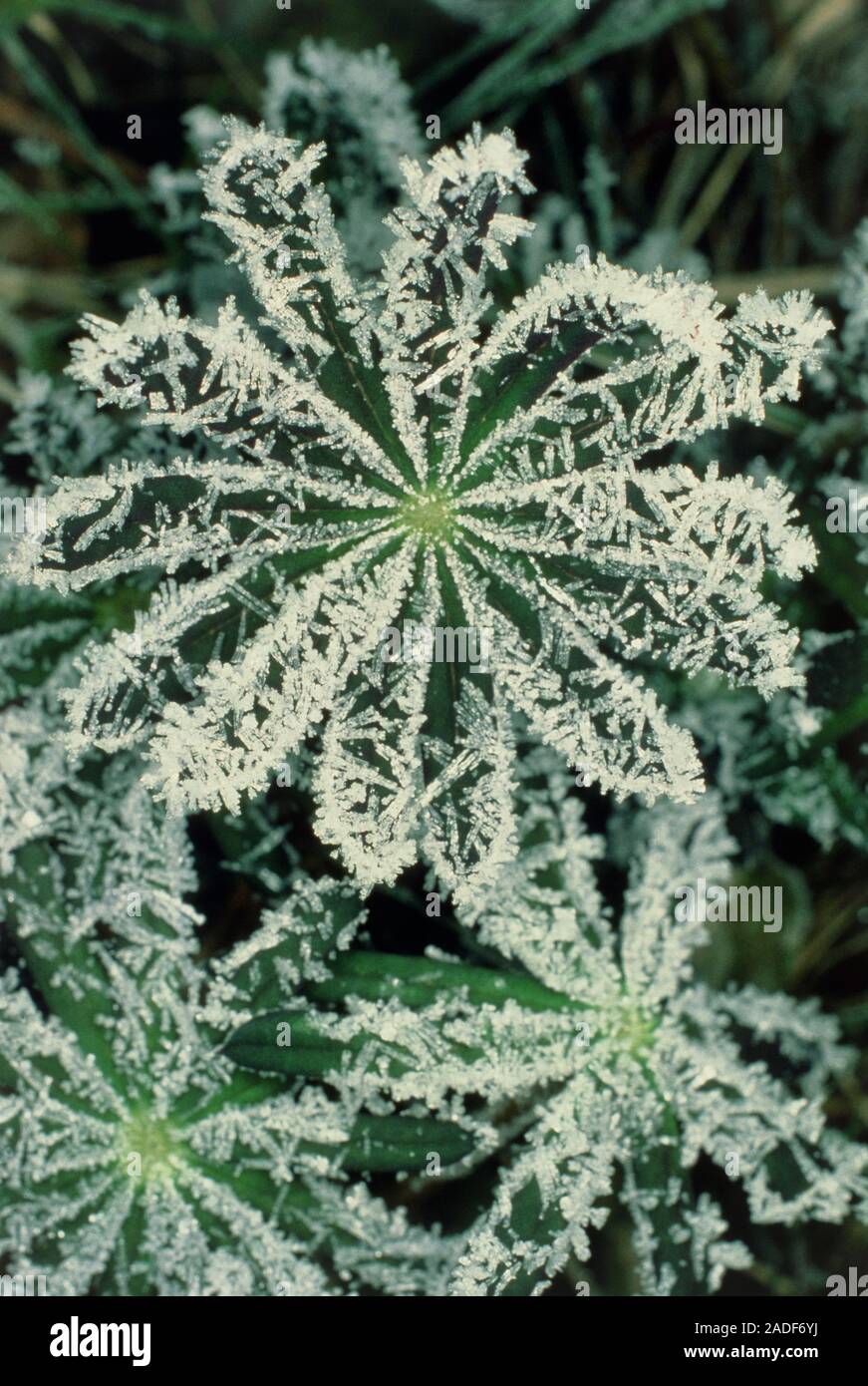 Hoar frost. Crystals of hoar frost on leaves of the garden lupin ...