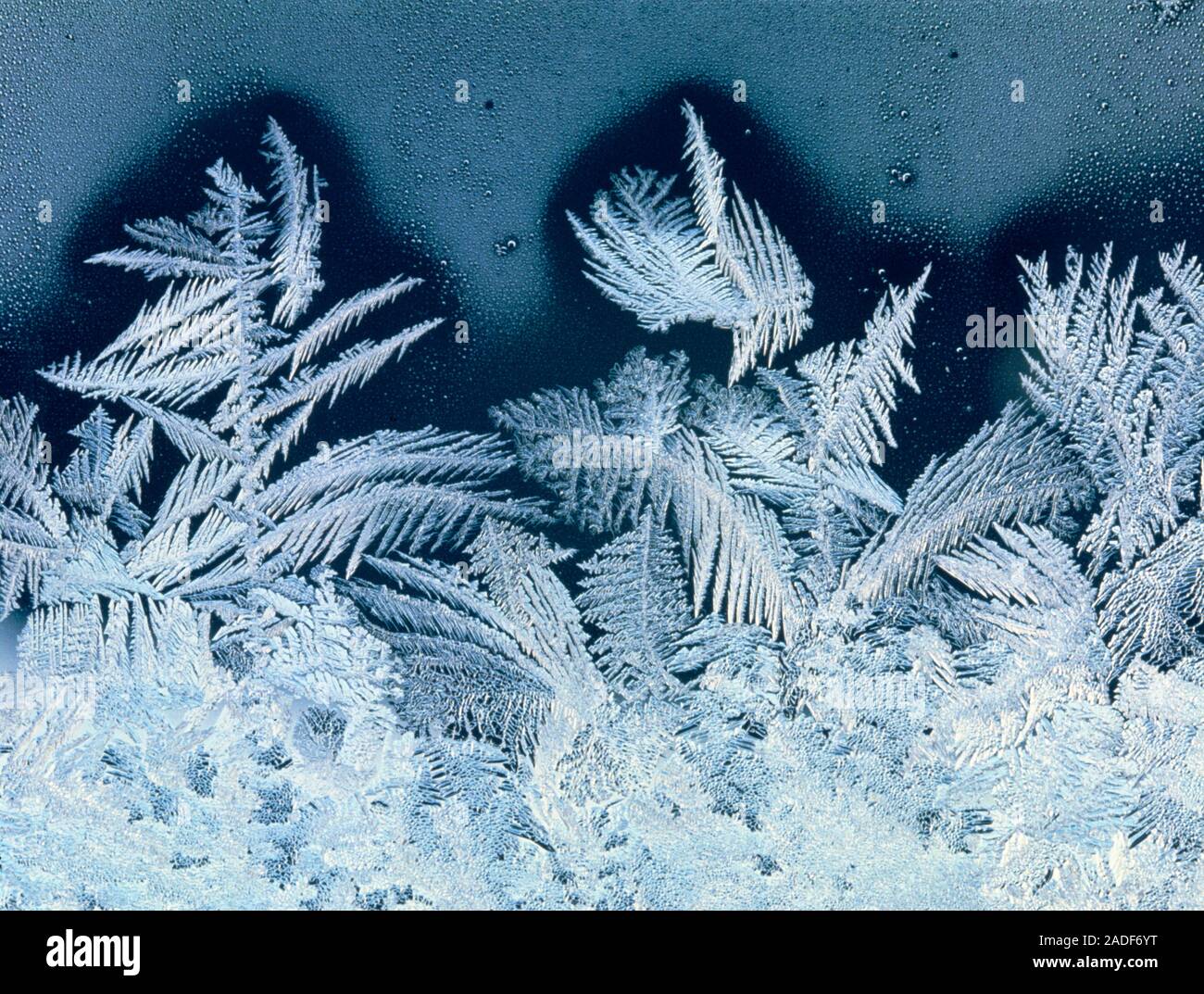 Frost 'flowers' on a window. These are large crystals of ice, formed ...