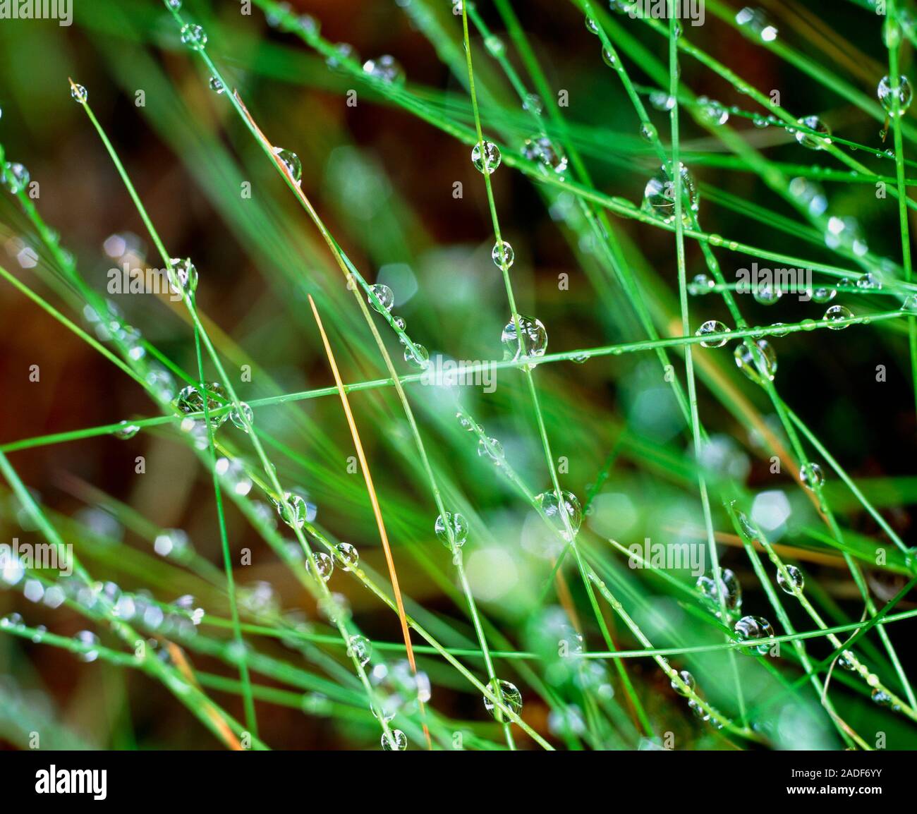 Dewdrops on grass. View of large drops of dew hanging from blades of ...