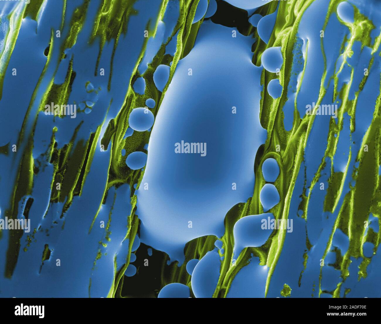 Dew on grass. Coloured environmental scanning electron micrograph (ESEM ...