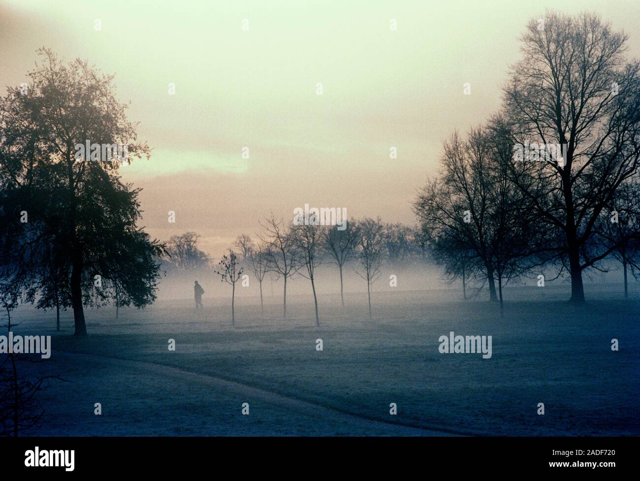 Trees in mist. Photographed in Hyde Park, London, England Stock Photo ...