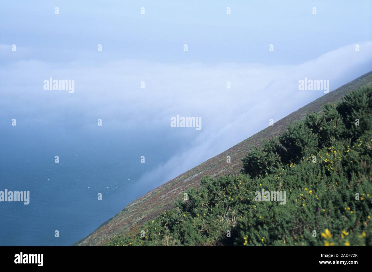 Coastal mist on a hillside next to the Bristol Channel, Devon, UK Stock ...