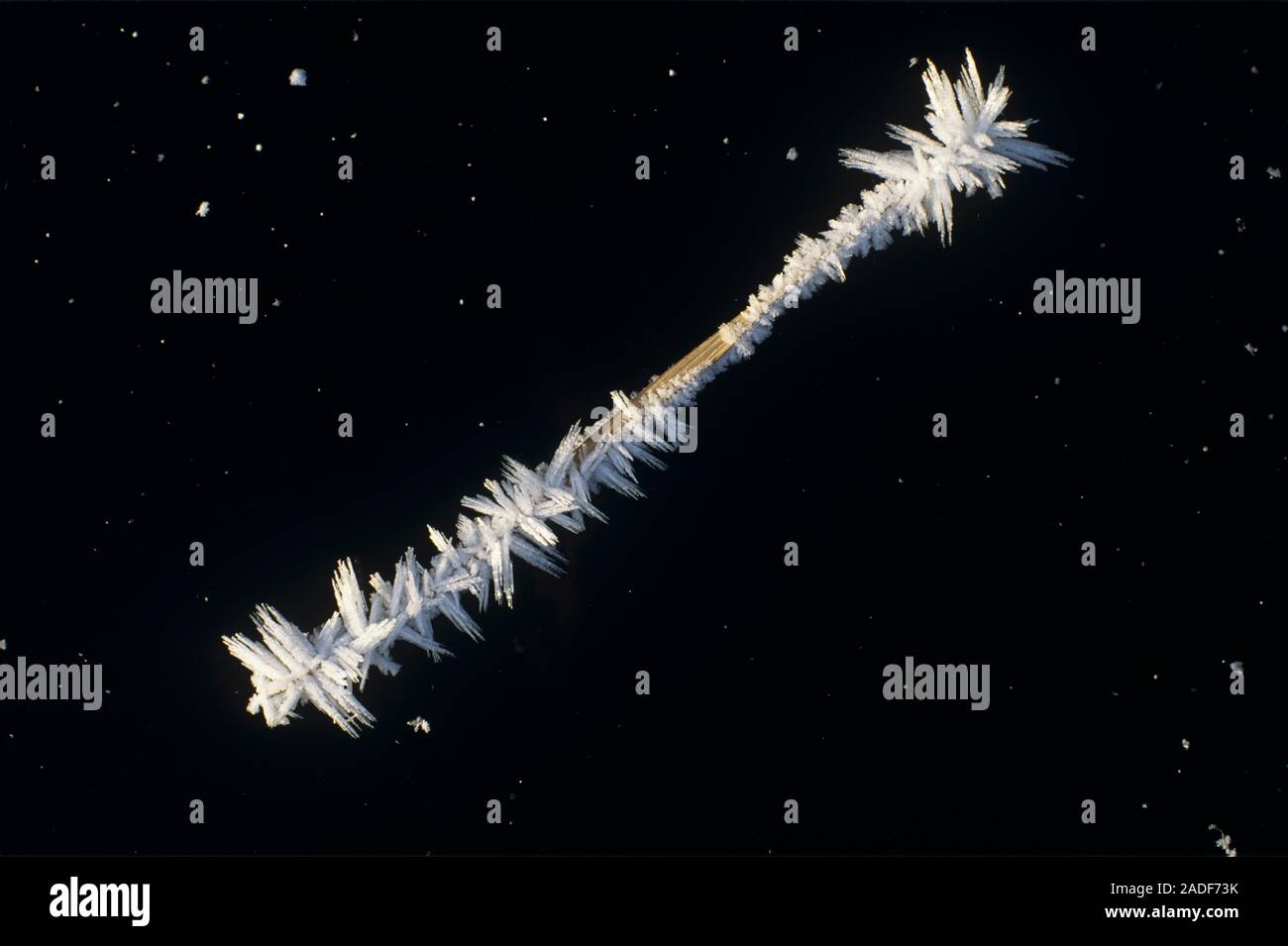 Frost on a stick on a frozen lake. Frost forms when the air is ...