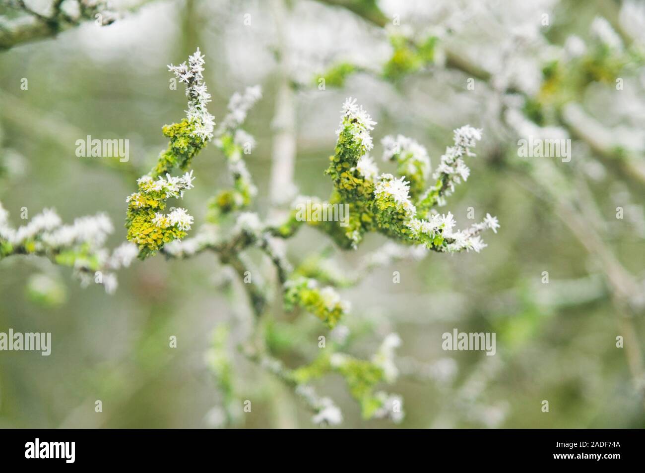 Frost on a branch. Frost forms when the air is saturated with water ...