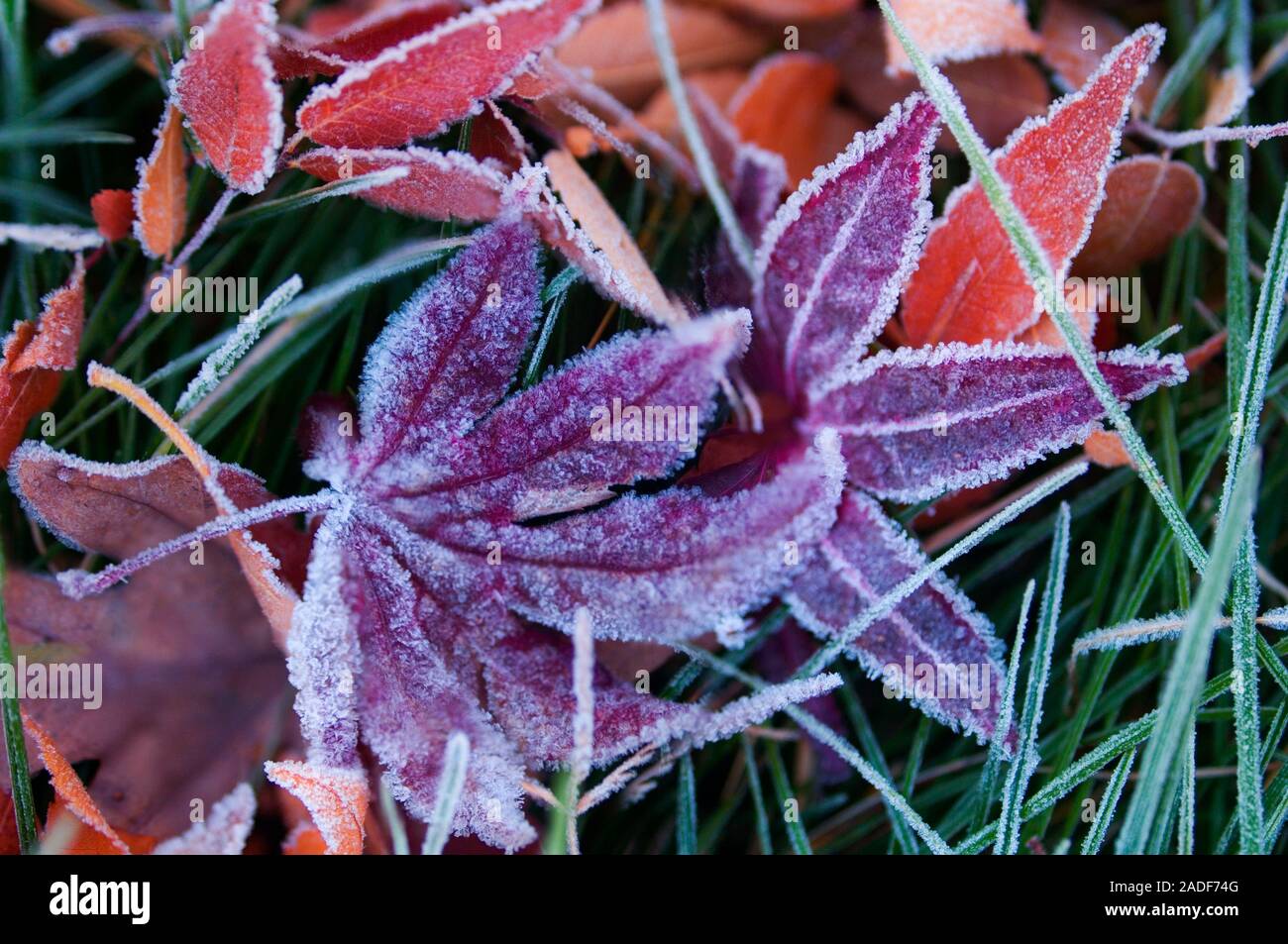 Frosted Japanese maple leaves (Acer palmatum Stock Photo - Alamy