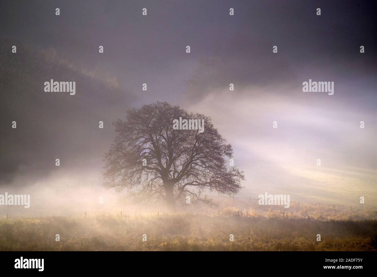 Tree in mist. Photographed in autumn, in Northumberland National Park ...