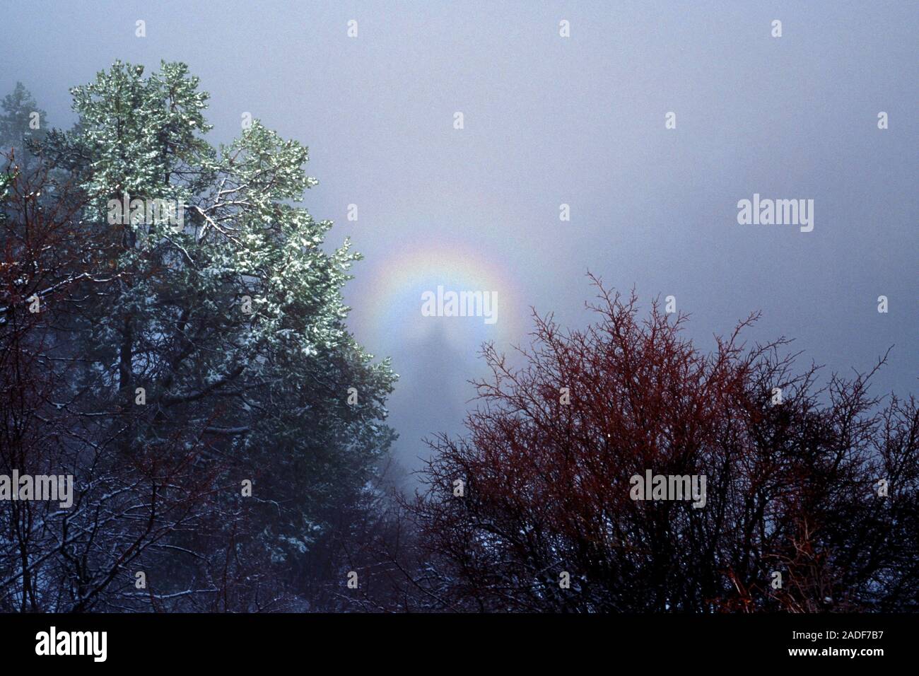 Glory and a Brocken spectre in fog. The photographer's shadow is cast ...