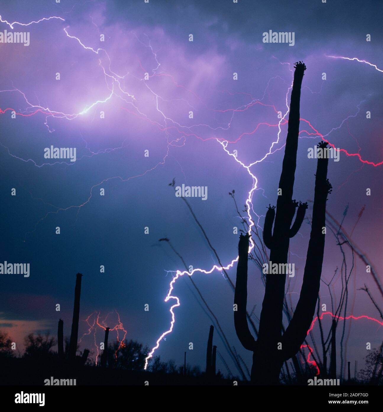 Summer lightning storm over the Saguaro National Monument, Tucson ...