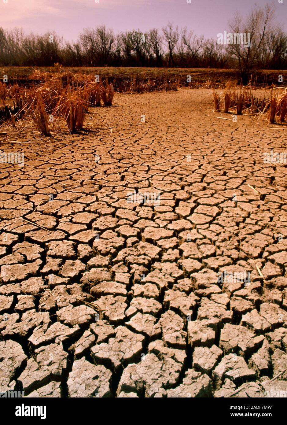 Mud cracking during a drought Stock Photo - Alamy