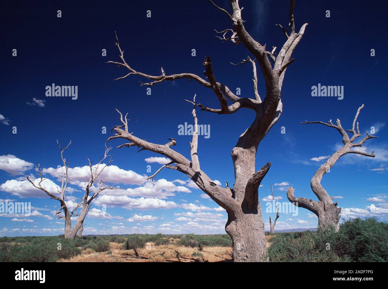 Dead trees after a drought. Photographed in Australia Stock Photo - Alamy