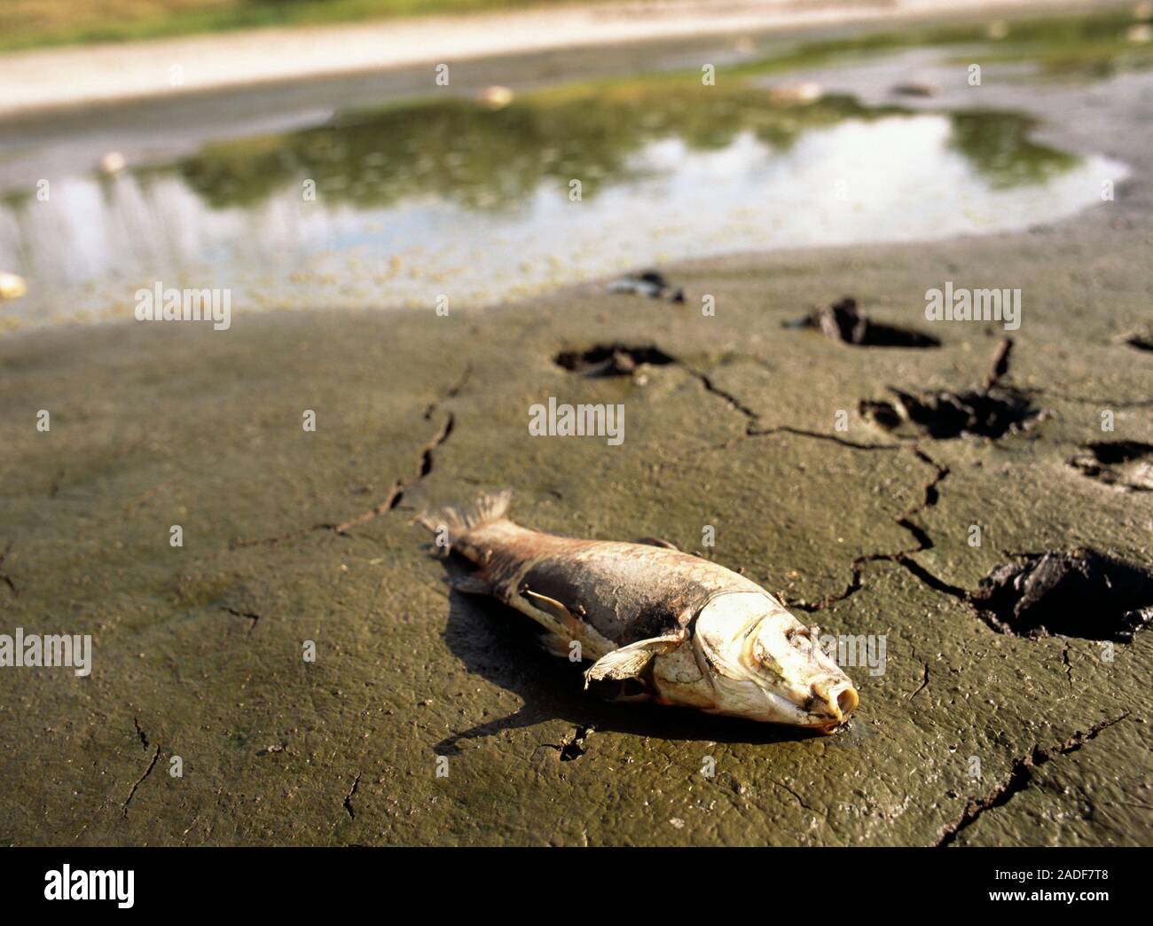 Dead fish (Tilapia sp.) during a drought. The pond is drying up in hot ...