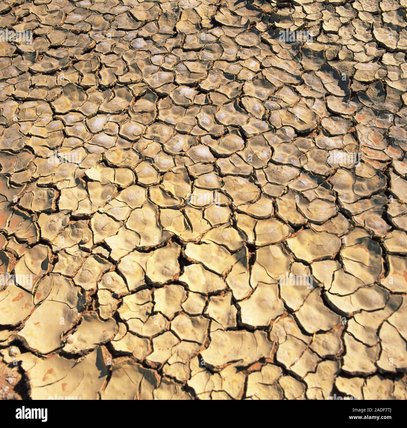 Desiccated cracks. Clay soil showing cracks with drought Stock Photo ...