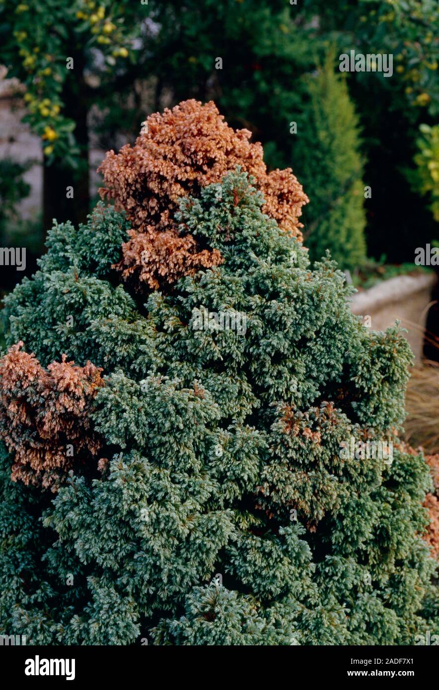 Drought damage to plant. Death of foliage due to dry conditions of the ...